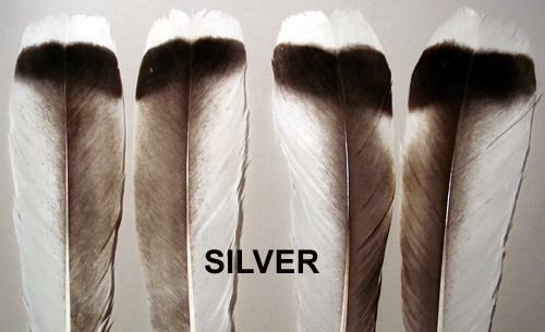 Silver – FeathersMC