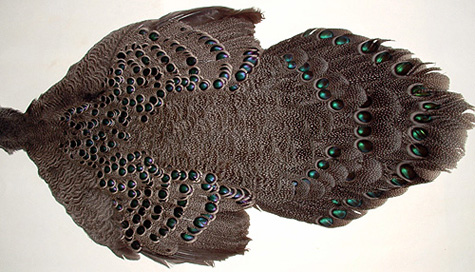 Gray_Peacock_Pheasant_pelt – FeathersMC