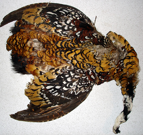 Venery_Pelt – FeathersMC