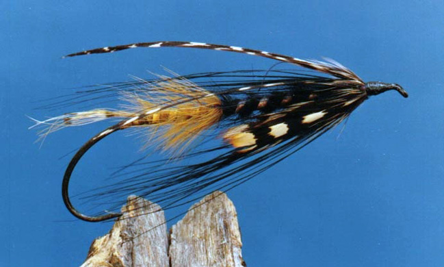 Antique Argus Wing by Akroyd – FeathersMC