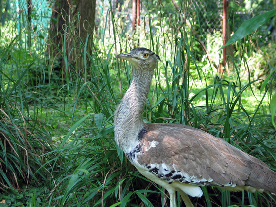 S_H_Tanzy – FeathersMC