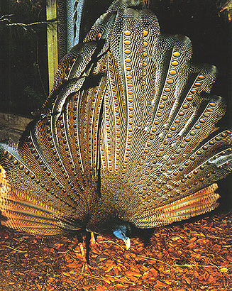 Great Argus Pheasant Strutting – FeathersMC