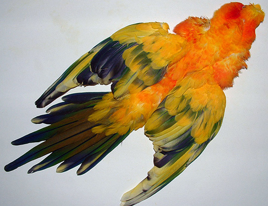 Sun Conure – FeathersMC