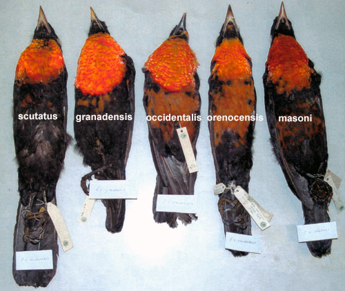 Crow_subspecies_09 – FeathersMC