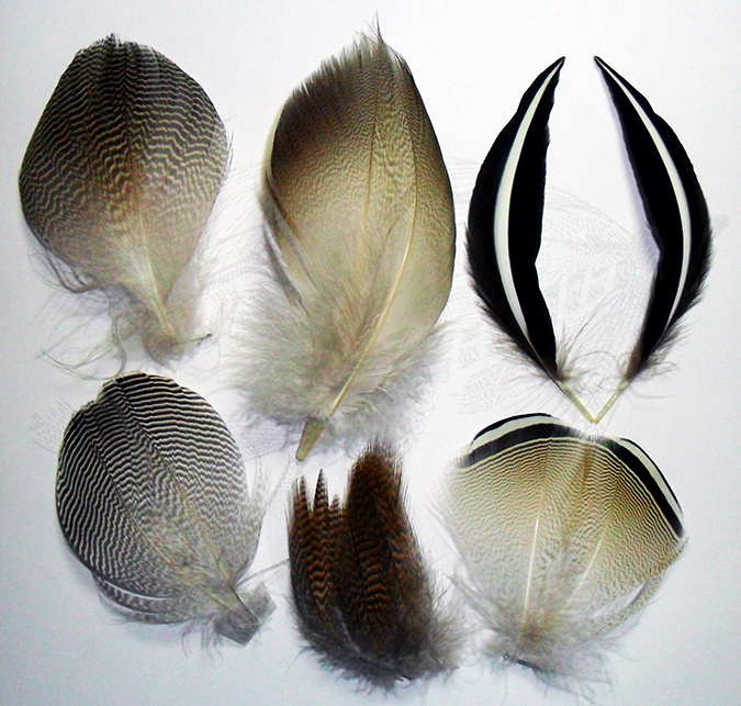 Duck Flank Catagory – FeathersMC